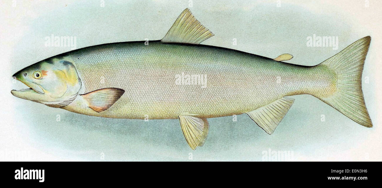 The female sockeye salmon (Oncorhynchus nerka) is a species of ...