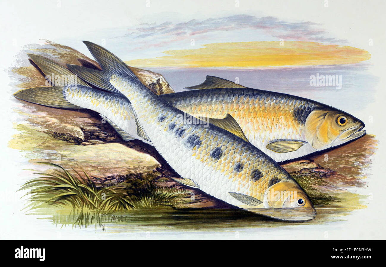 Fallax fish hi-res stock photography and images - Alamy