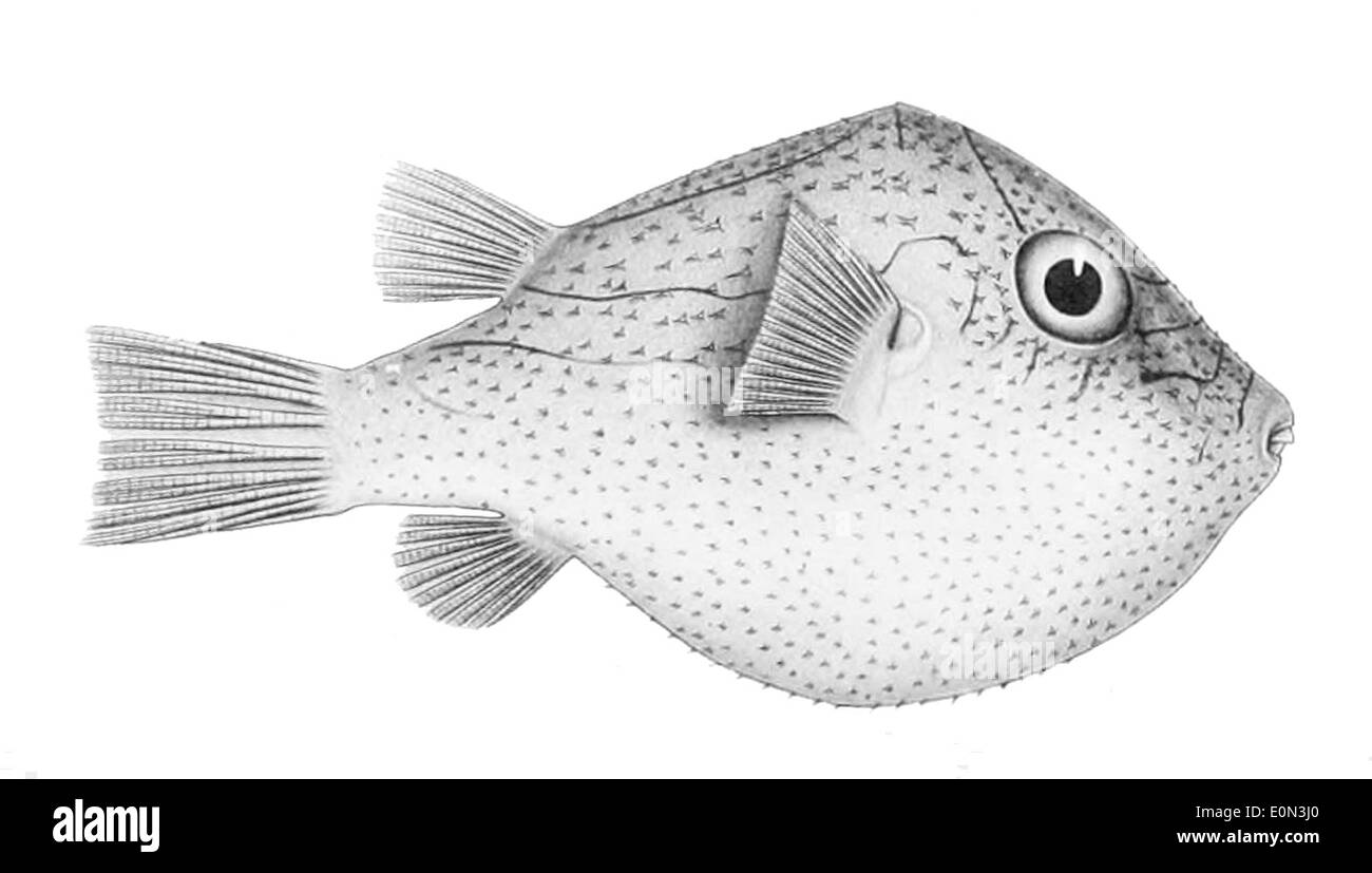 Pufferfish anatomy hi-res stock photography and images - Alamy