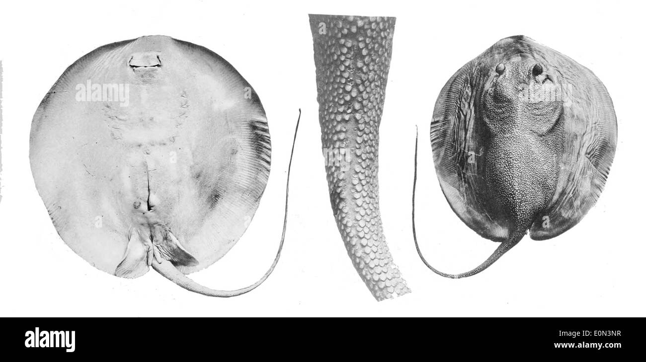 Urogymnus Asperrimus High Resolution Stock Photography and Images - Alamy