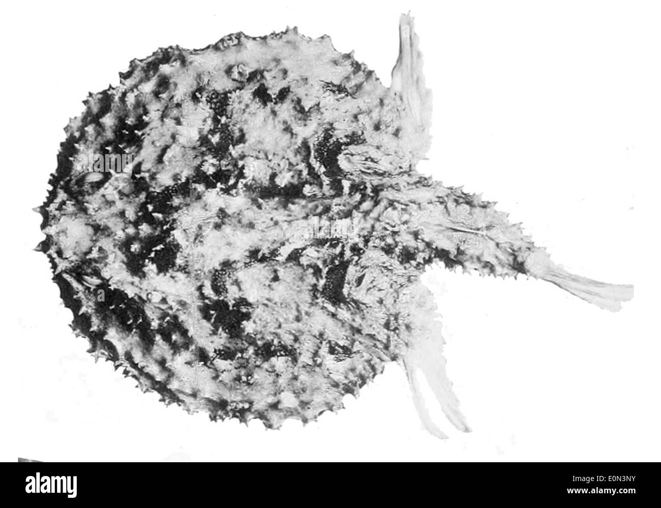 Halieutaea indica hi-res stock photography and images - Alamy