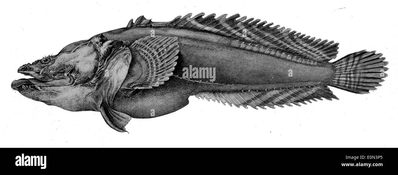 Gilberts Cut Out Stock Images & Pictures - Alamy