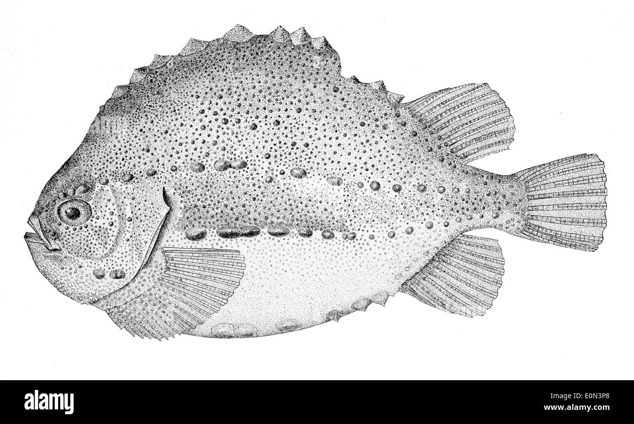 Lumpus Black and White Stock Photos & Images - Alamy