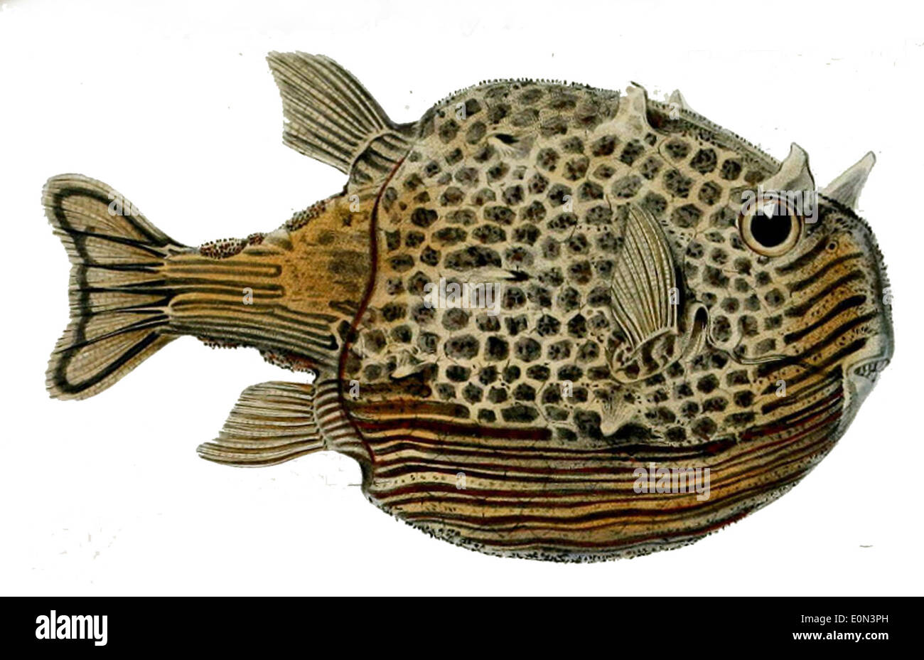 Ostracion Cut Out Stock Images & Pictures - Alamy