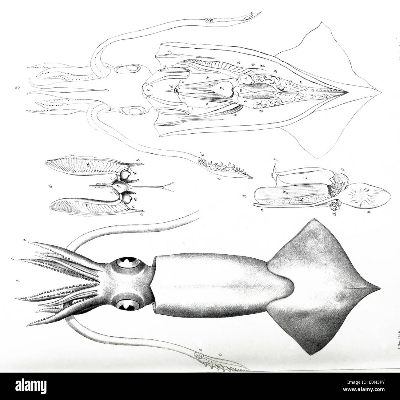 See through glass squid hi-res stock photography and images - Alamy