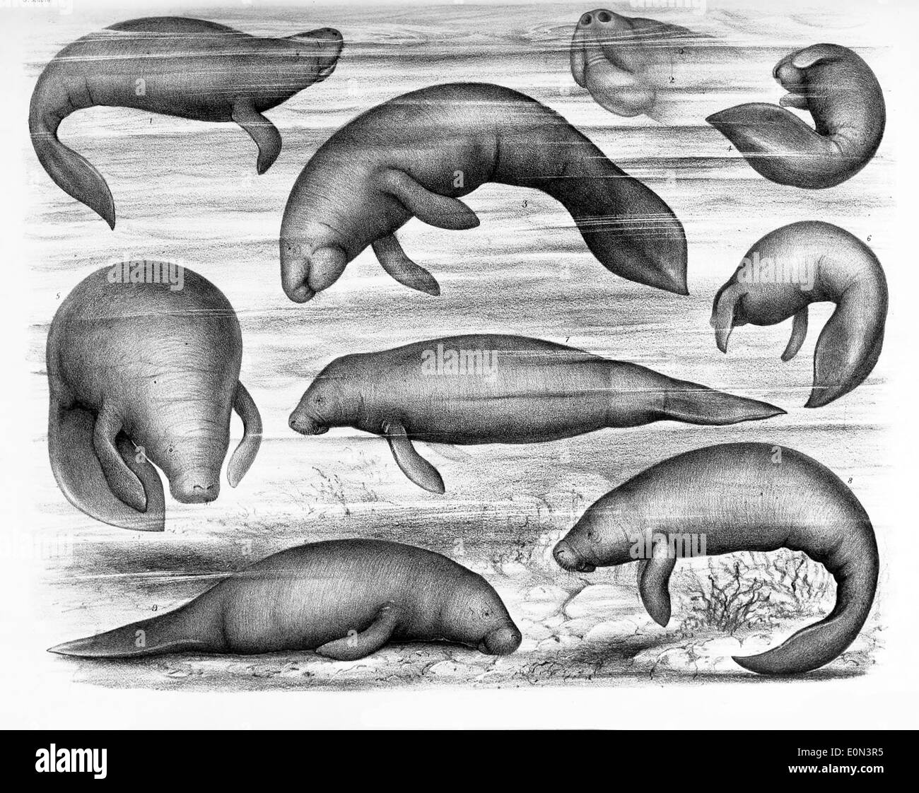 Manatees, gentle and slow-moving marine mammals, exhibit semi-social ...