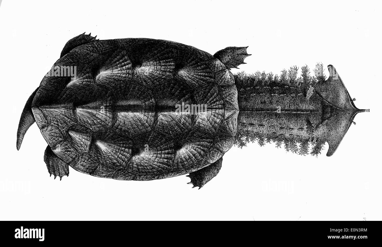 Chelus fimbriatus, known as the matamata turtle, is a slow-moving ...
