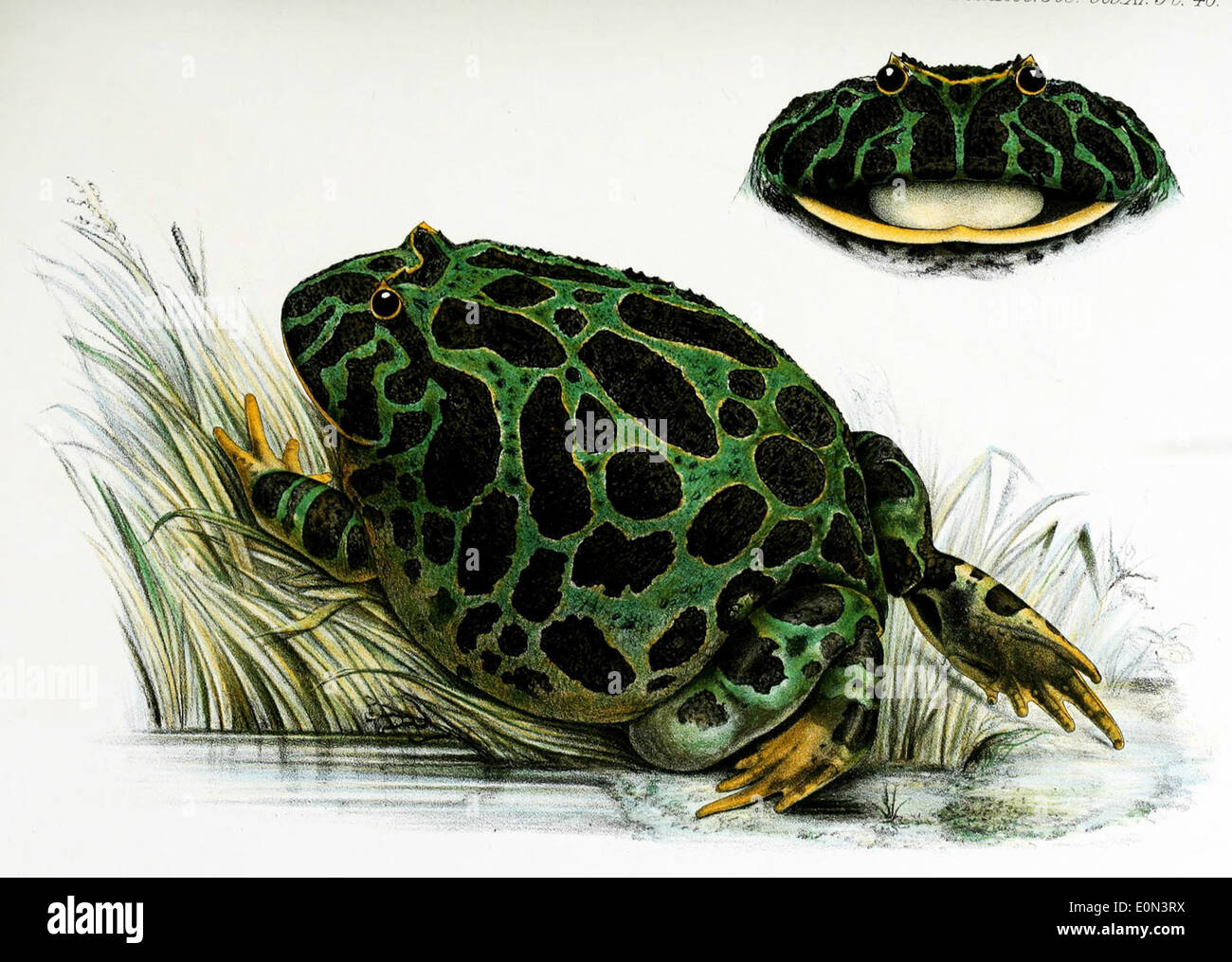 Ornata hi-res stock photography and images - Alamy
