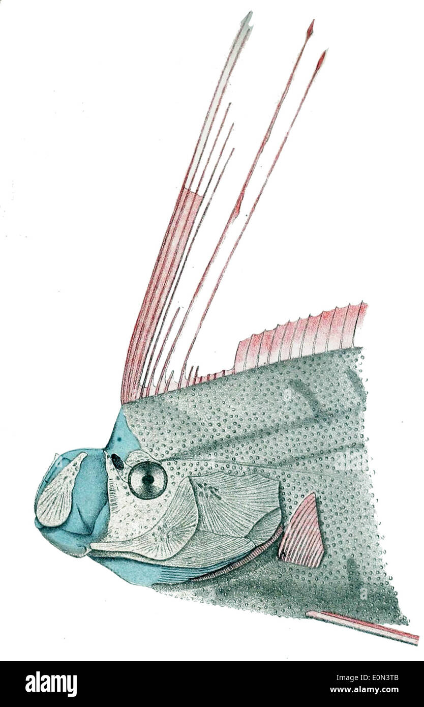 Regalecus glesne, or the oarfish, is a deep-sea fish known for its ...