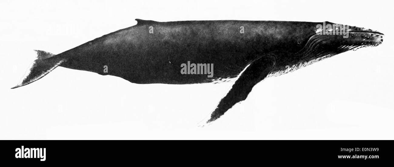 Whale tail humpback whale Black and White Stock Photos & Images - Alamy