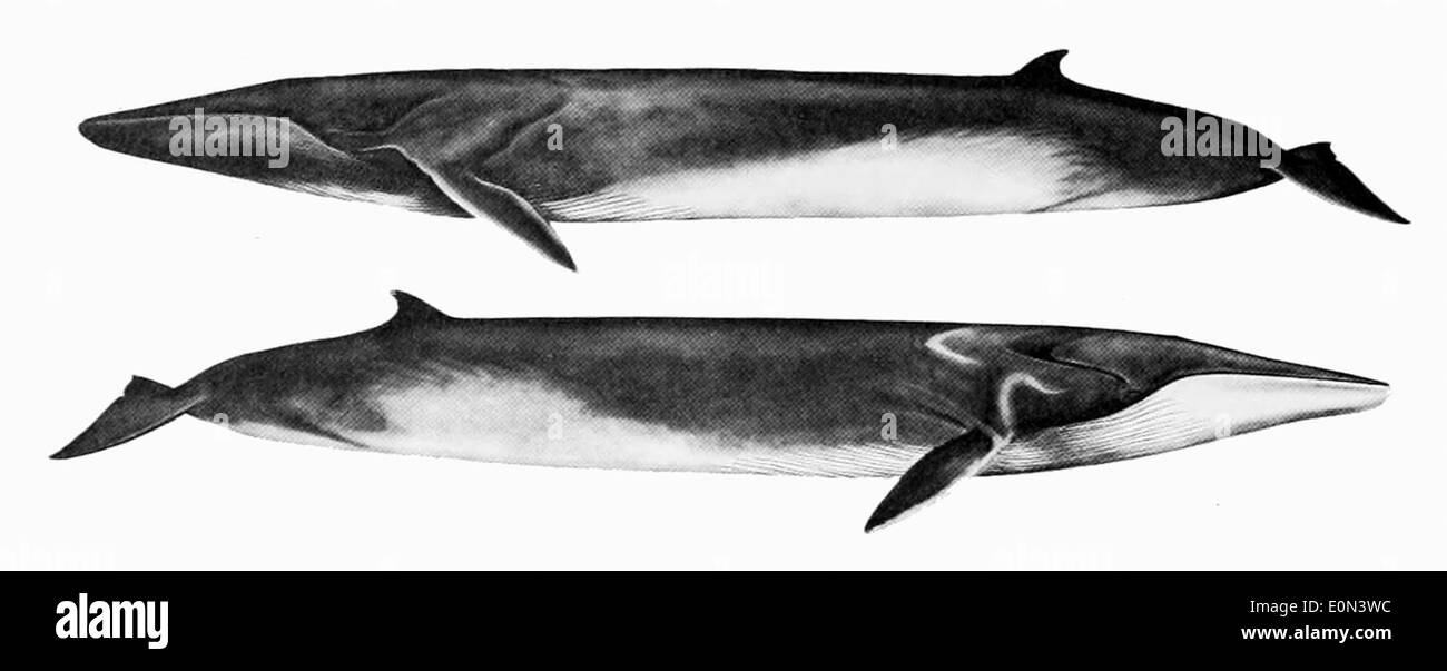 The fin whale, Balaenoptera physalus, is the second-largest baleen ...