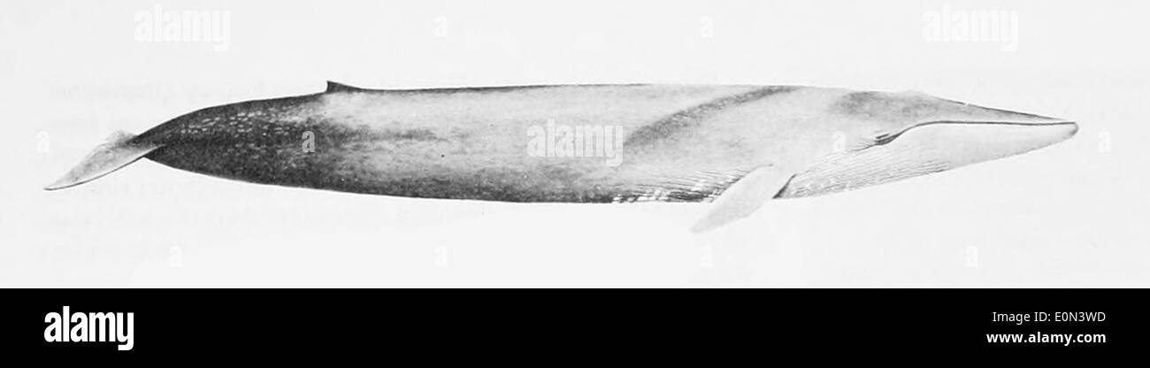 Balaenoptera musculus NOAA Stock Photo - Alamy