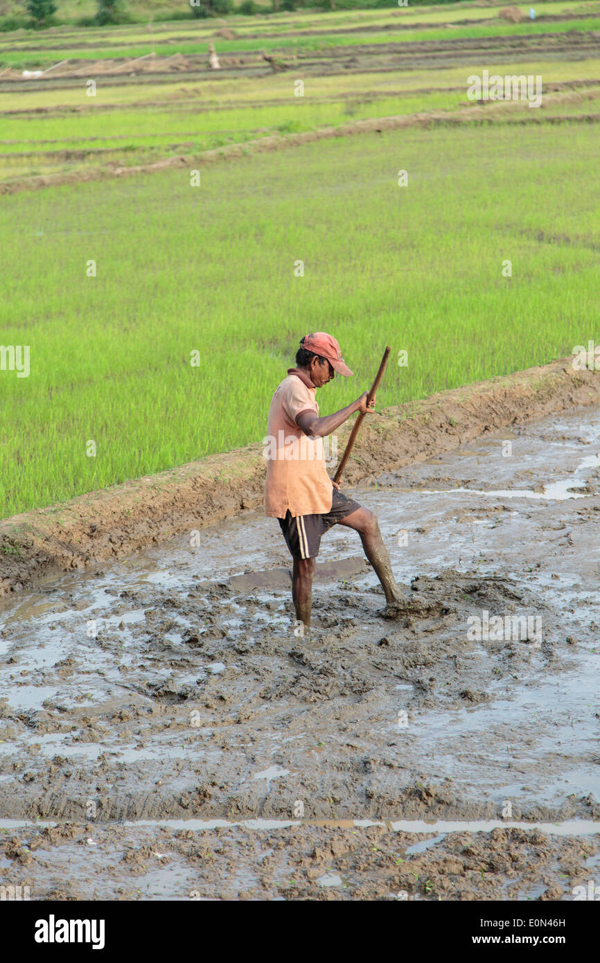 Paddy field man farmer sri lanka hi-res stock photography and images ...