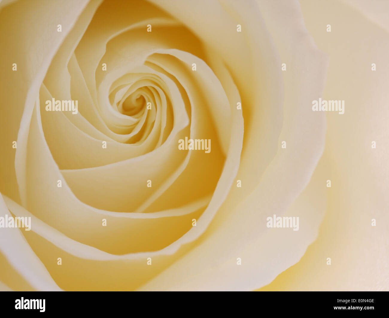 Close up of rose head hi-res stock photography and images - Alamy