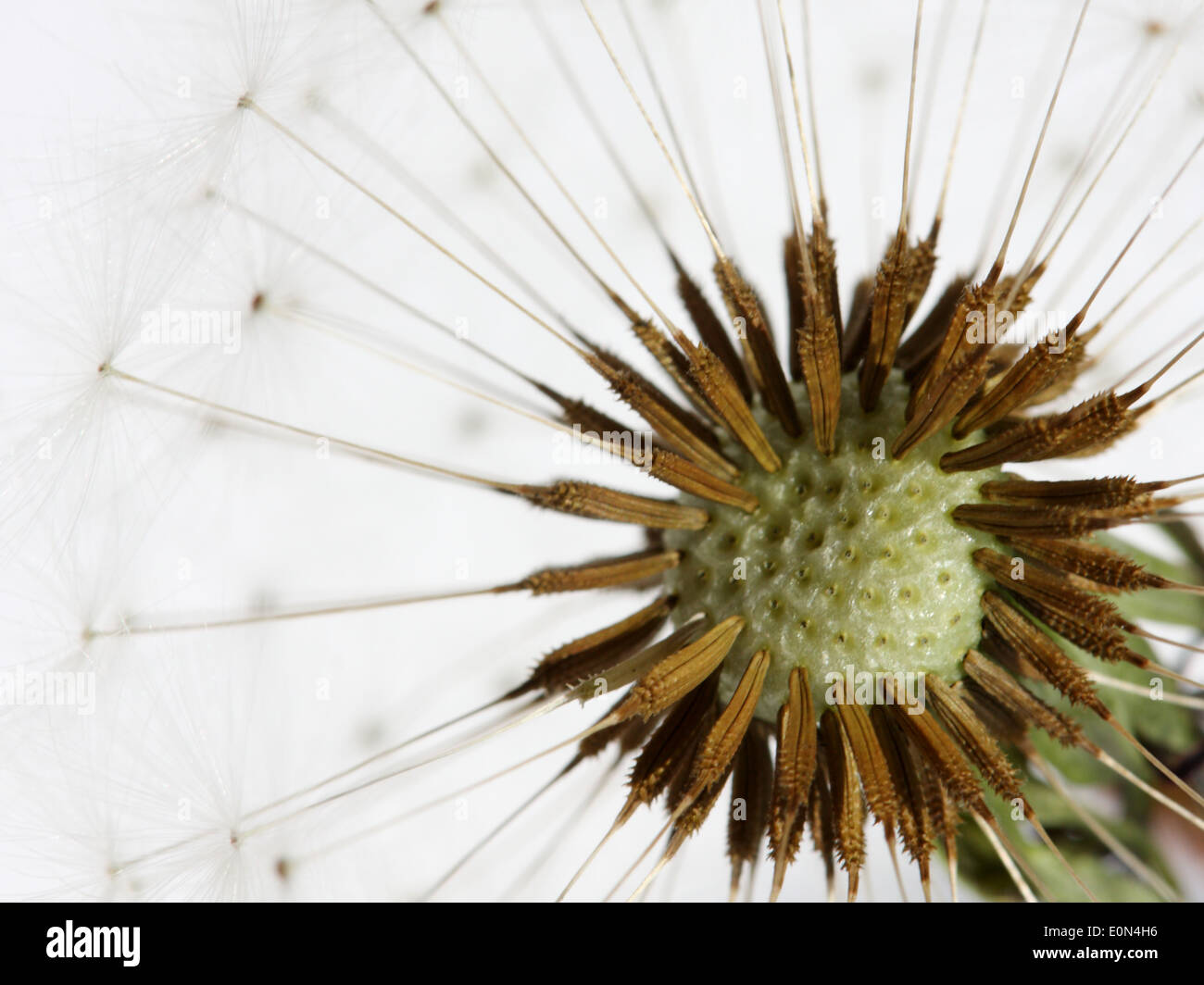 White dandelion head hi-res stock photography and images - Alamy