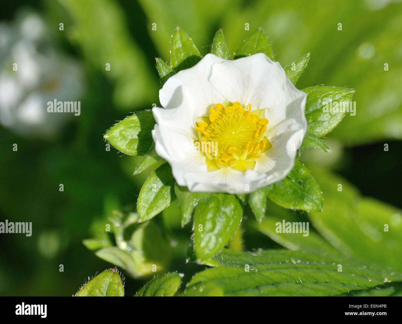 Close up strawberry flower hi-res stock photography and images - Alamy