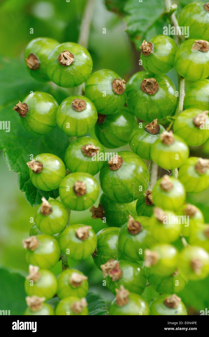 Unripe berries of red currant close up Stock Photo - Alamy