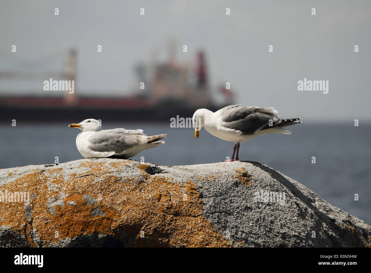 English sea birds hi-res stock photography and images - Alamy