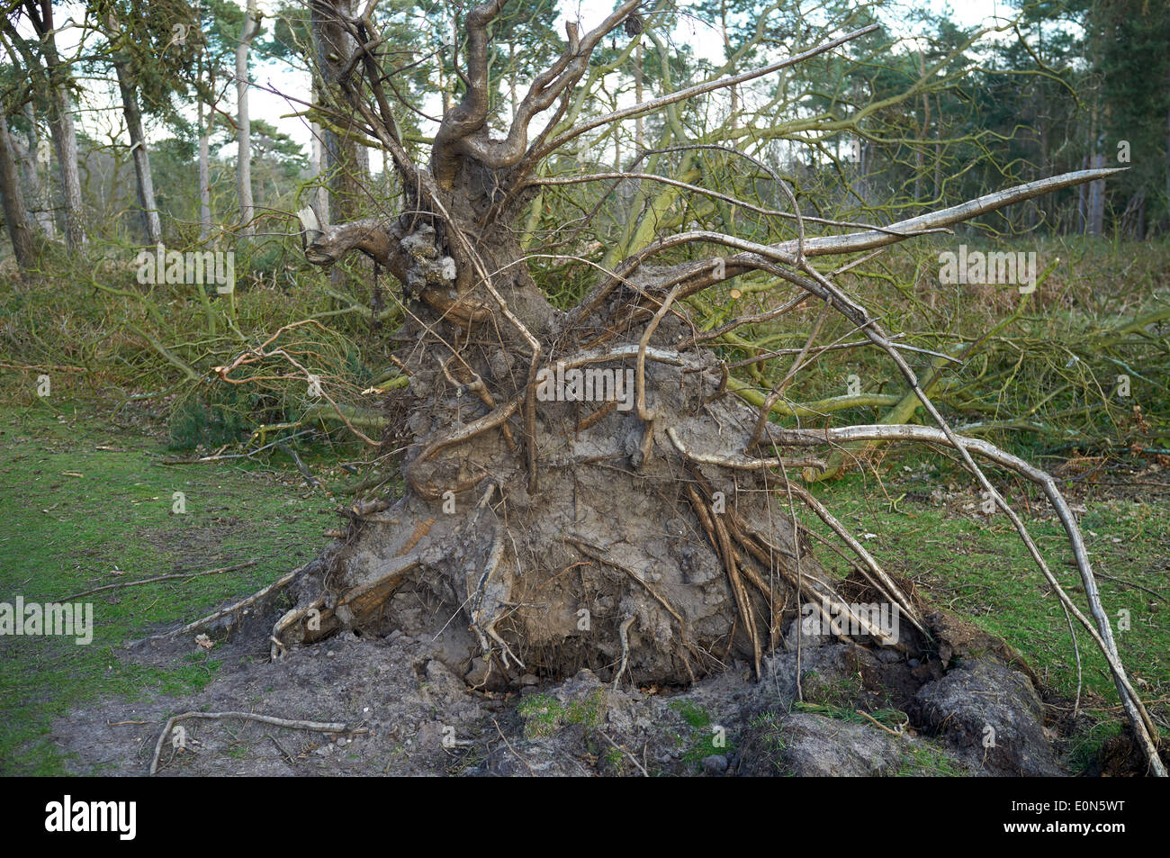 Fallen tree due to high winds Stock Photo - Alamy