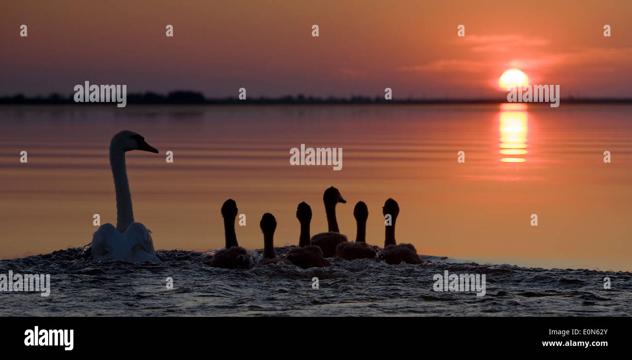 Swan with juveniles sail into the sunset on the Volga river delta Stock ...