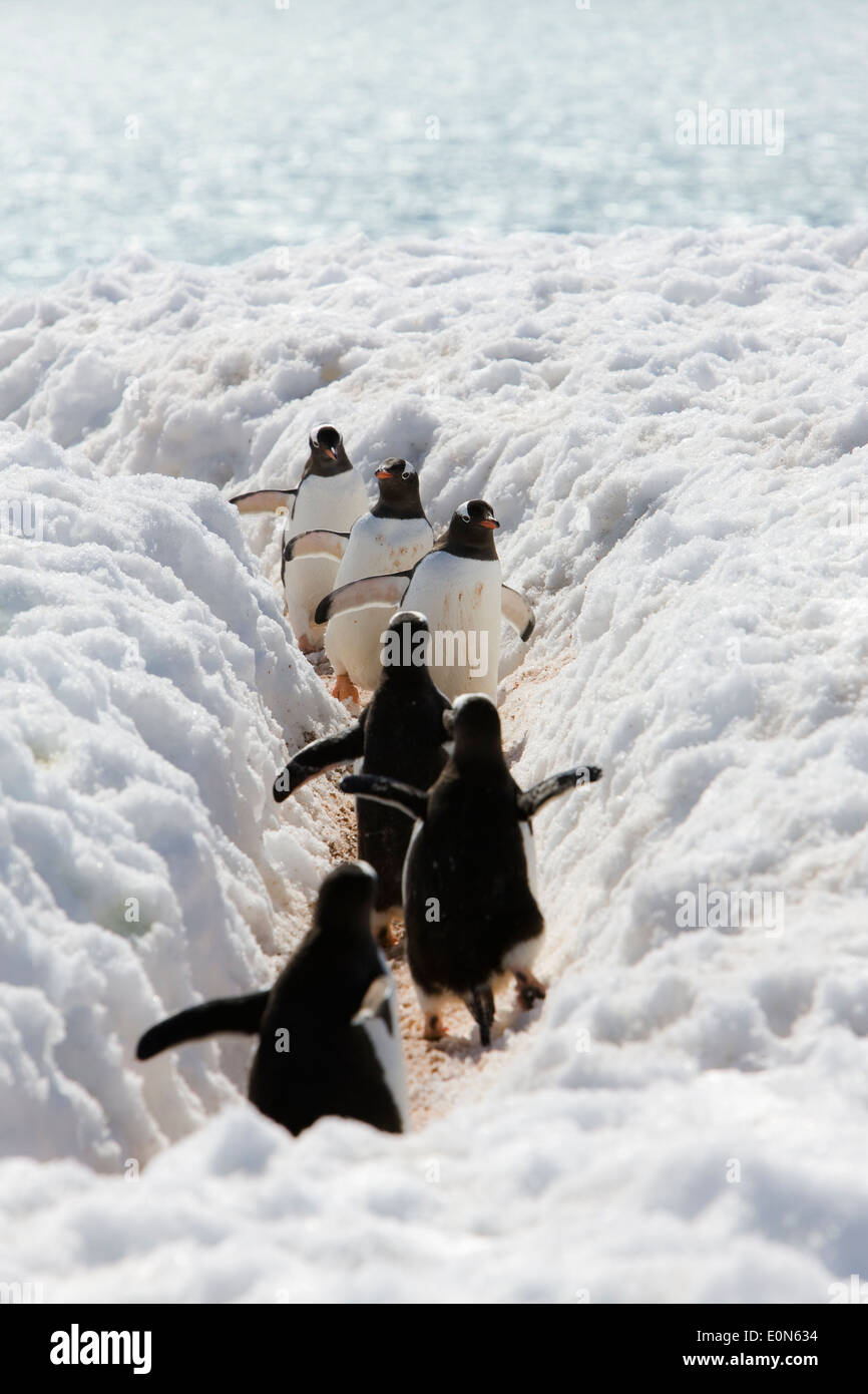 Penguin pathway hi-res stock photography and images - Alamy