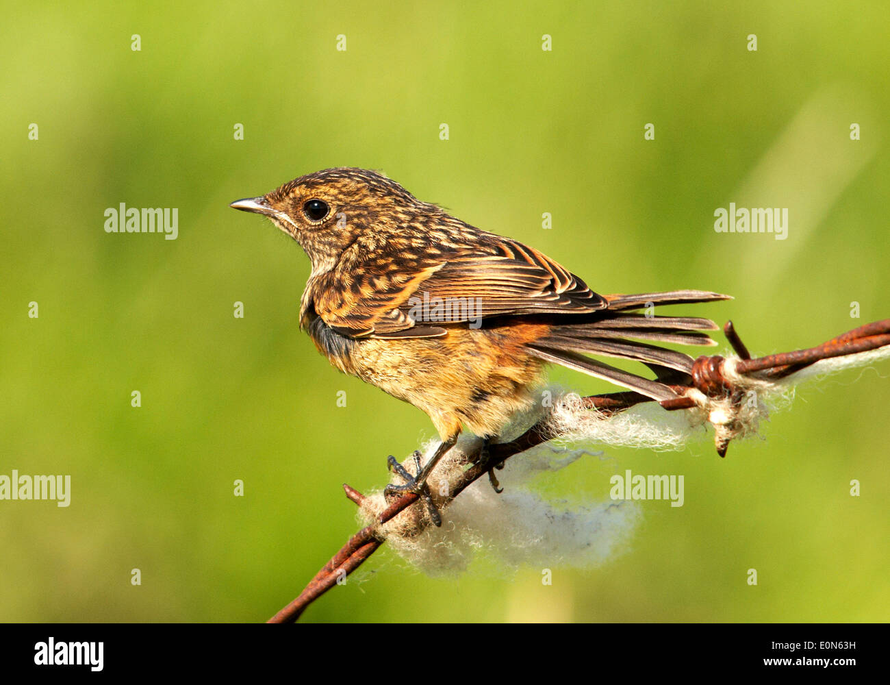 Chats of the world hi-res stock photography and images - Alamy