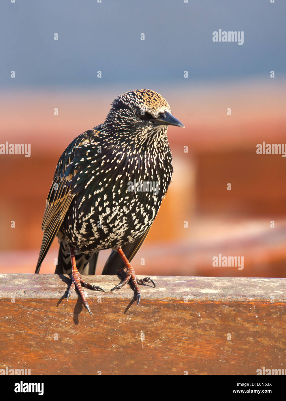 British starling hi-res stock photography and images - Alamy