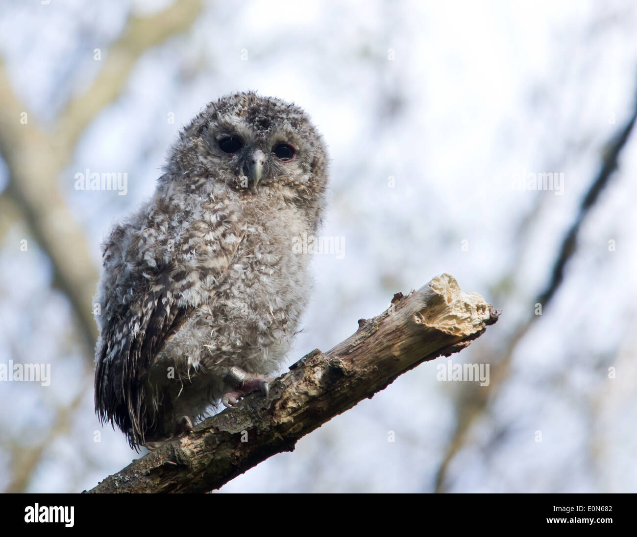 Tawny owls (strix aluco) grey hi-res stock photography and images - Alamy