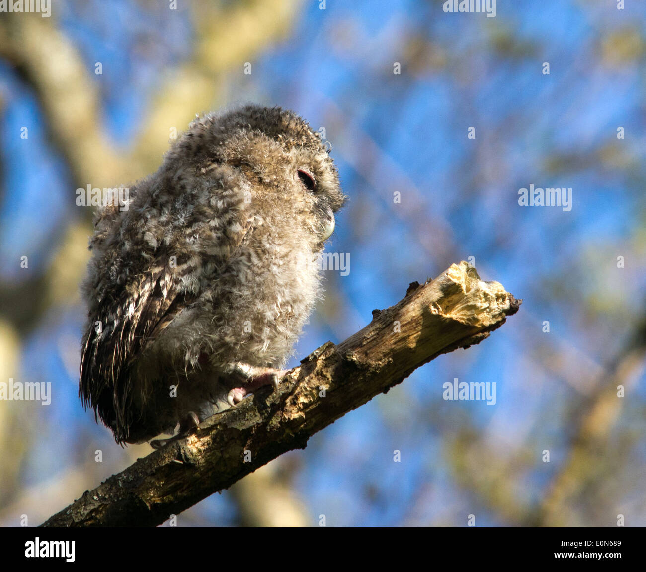 Tawny owls (strix aluco) grey hi-res stock photography and images - Alamy