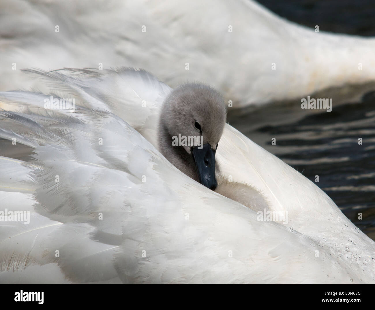 Cygnet on back hi-res stock photography and images - Alamy