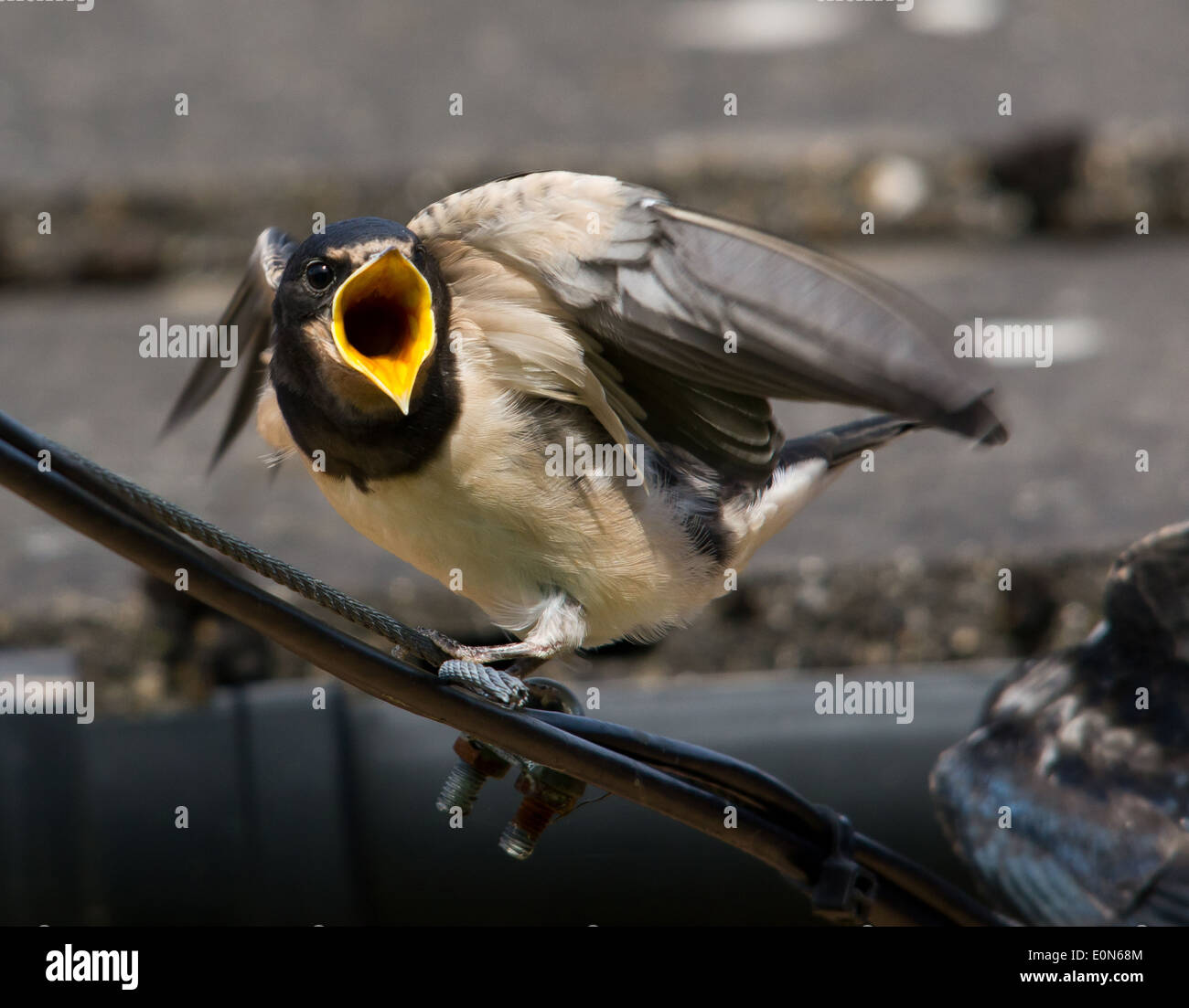 The swallow's tail hi-res stock photography and images - Alamy