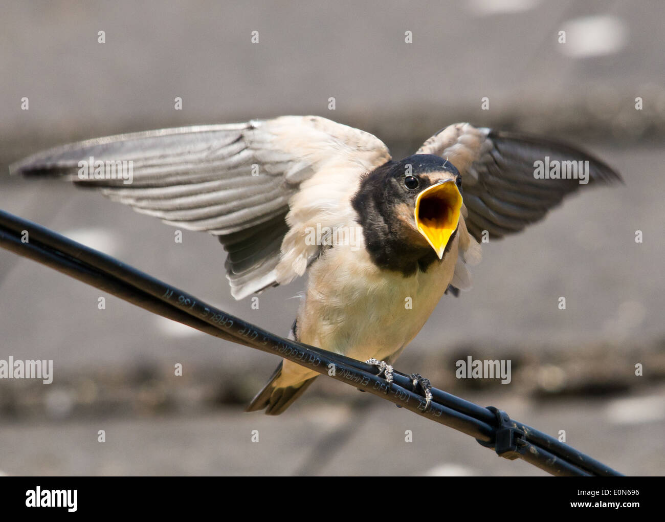 Swallow of the world hi-res stock photography and images - Alamy
