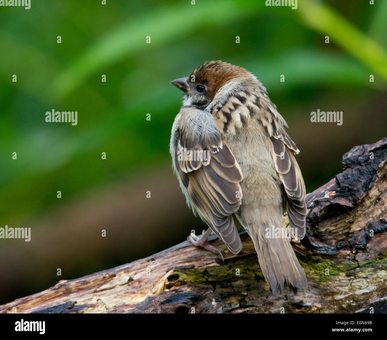 Sparrow photos hi-res stock photography and images - Alamy