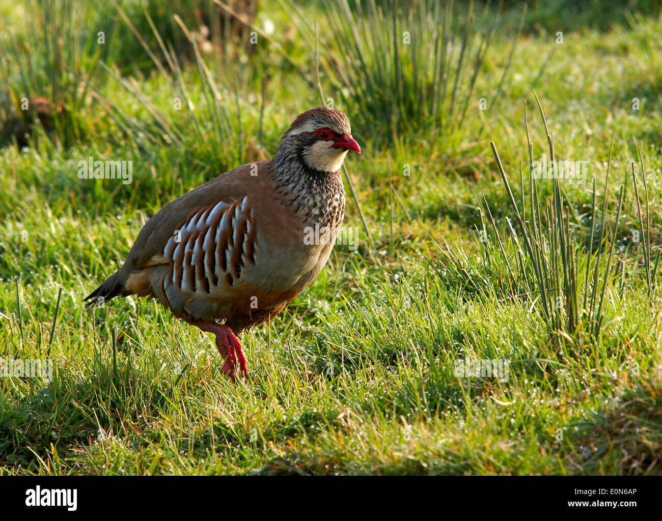 Game birds of the british isles hi-res stock photography and images - Alamy