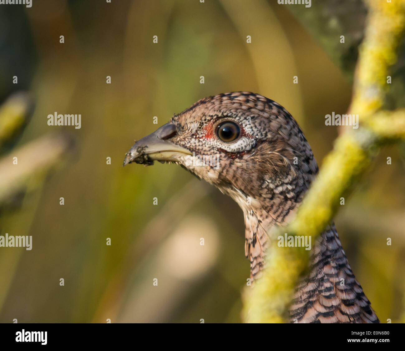 Female pheasant hi-res stock photography and images - Alamy