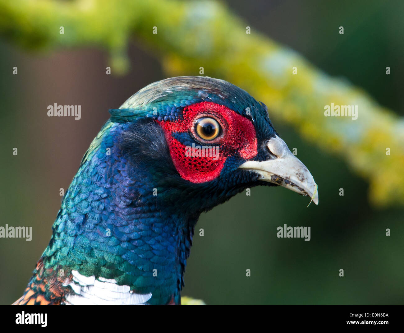 Pheasant bird photos hi-res stock photography and images - Alamy