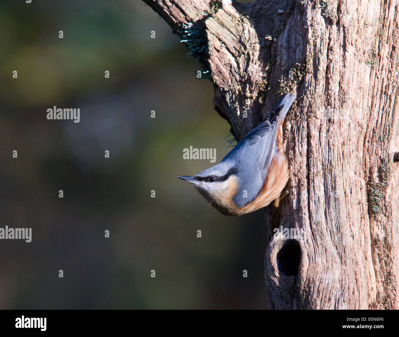 Nuthatch black background hi-res stock photography and images - Alamy