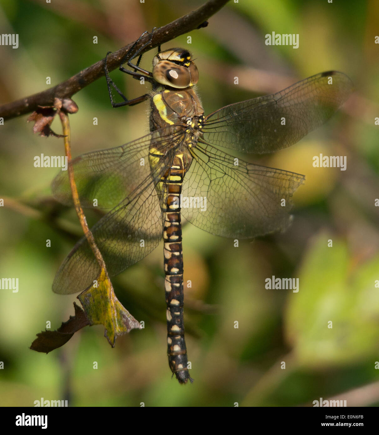 Dragon and insects hi-res stock photography and images - Alamy