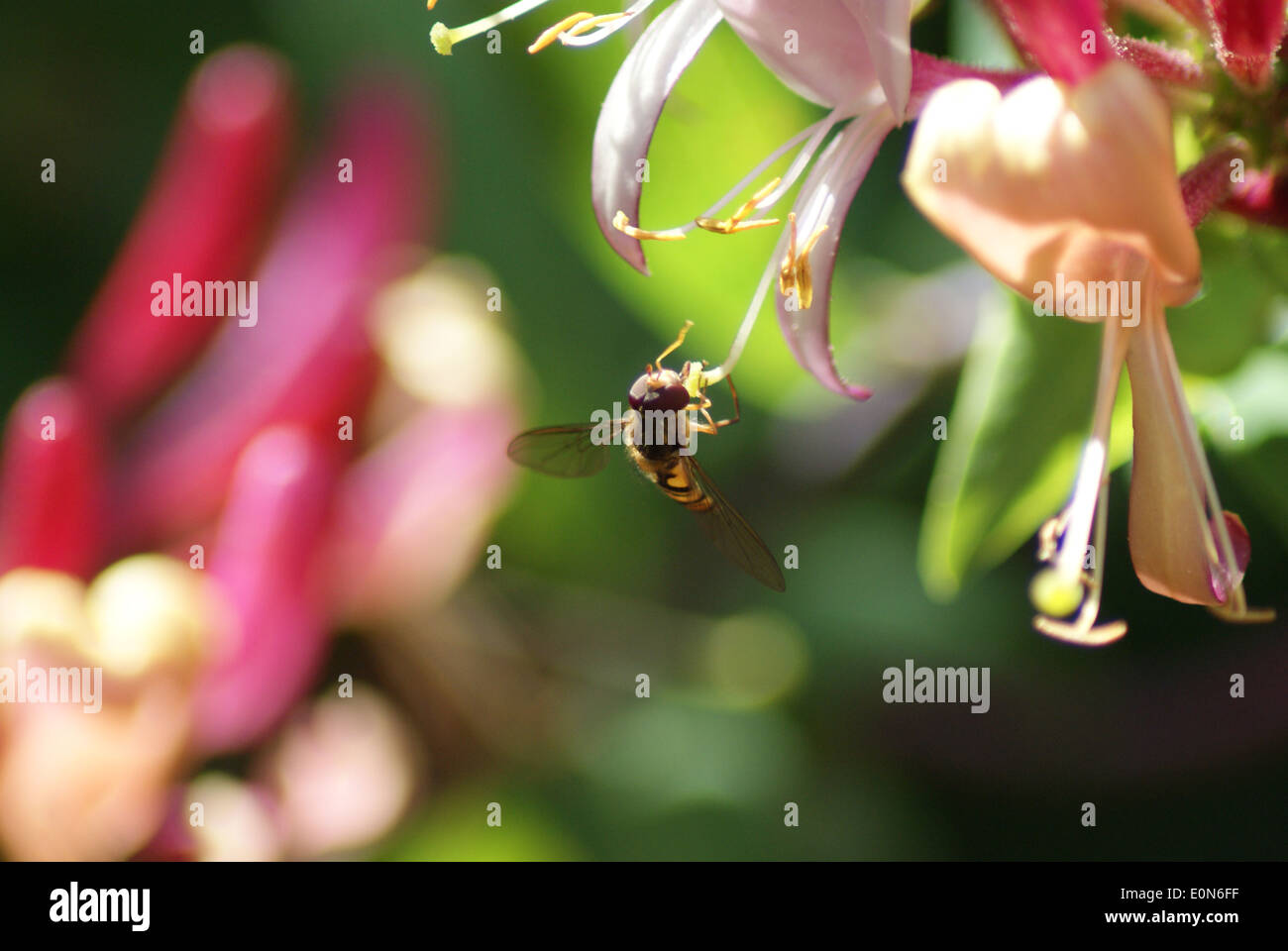 Insect photos hi-res stock photography and images - Alamy