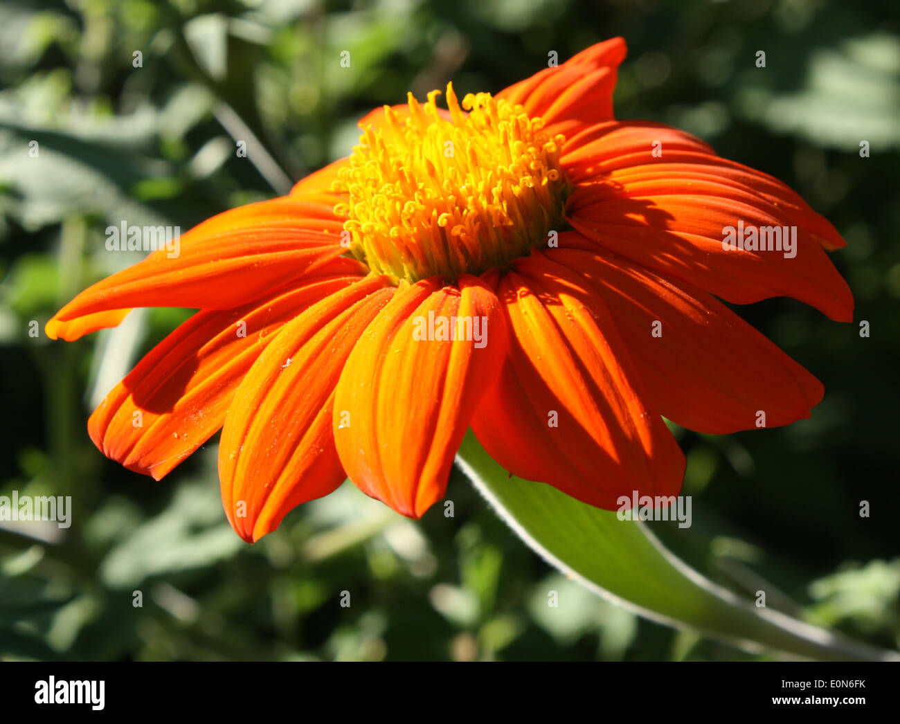 Torch flower hi-res stock photography and images - Alamy