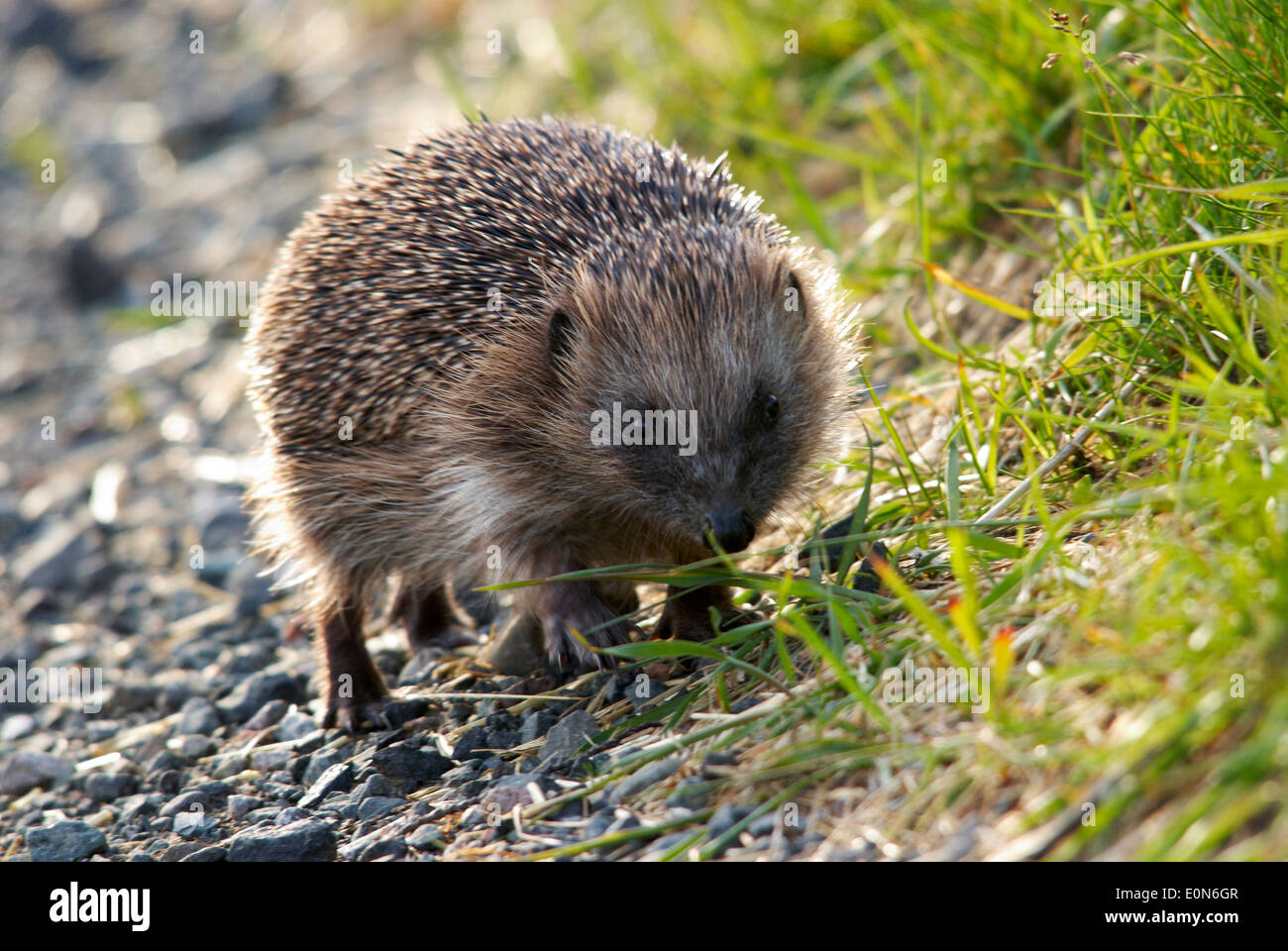Spiky hedgehog hi-res stock photography and images - Alamy