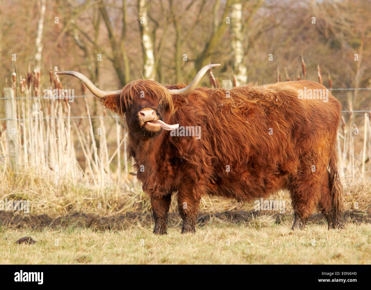 Highland cow sticking out tongue hi-res stock photography and images ...