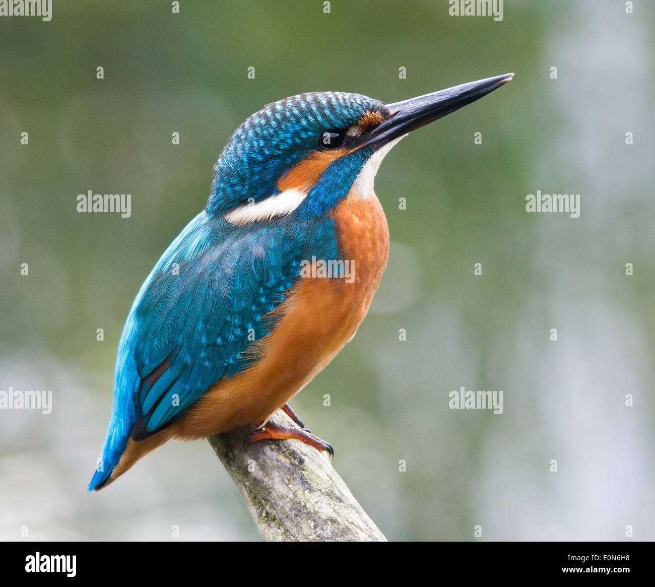 King fisher uk hi-res stock photography and images - Alamy