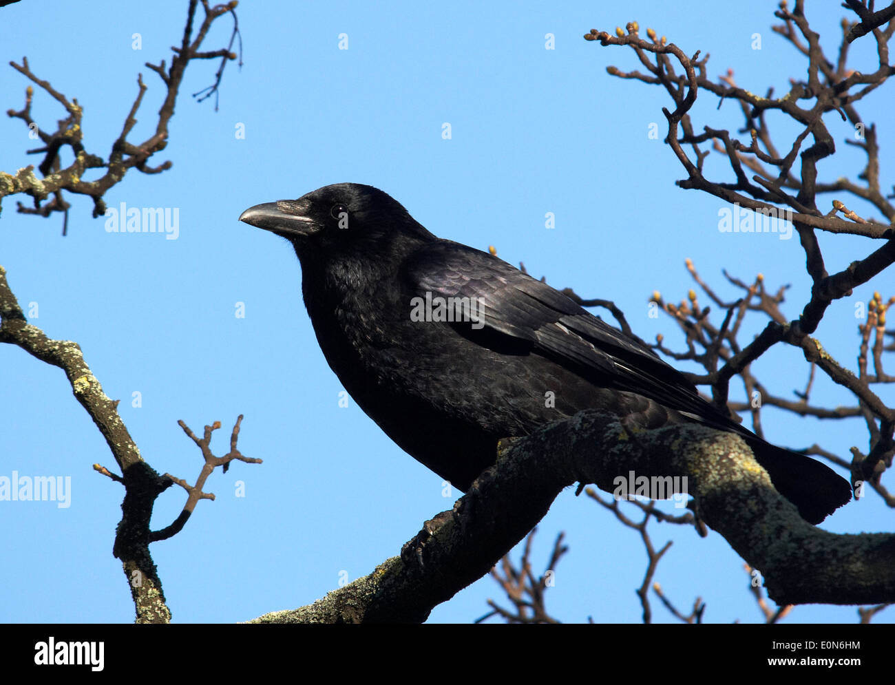 Carrion crow sitting in a tree hi-res stock photography and images - Alamy