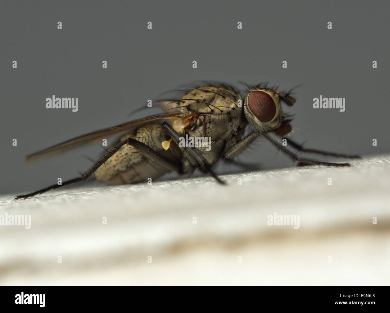 Come fly the world hi-res stock photography and images - Alamy