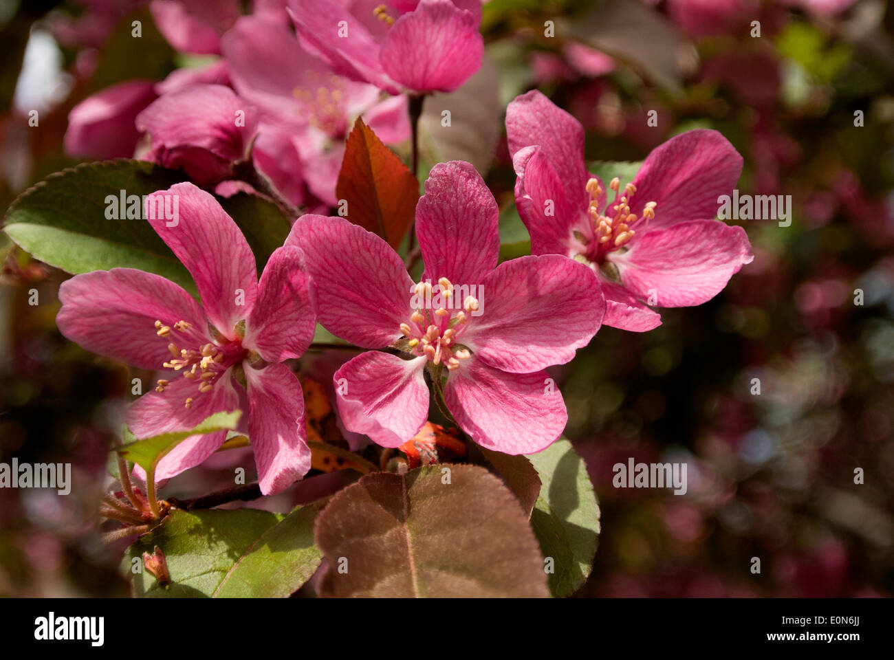 Japanese apple tree hi-res stock photography and images - Alamy