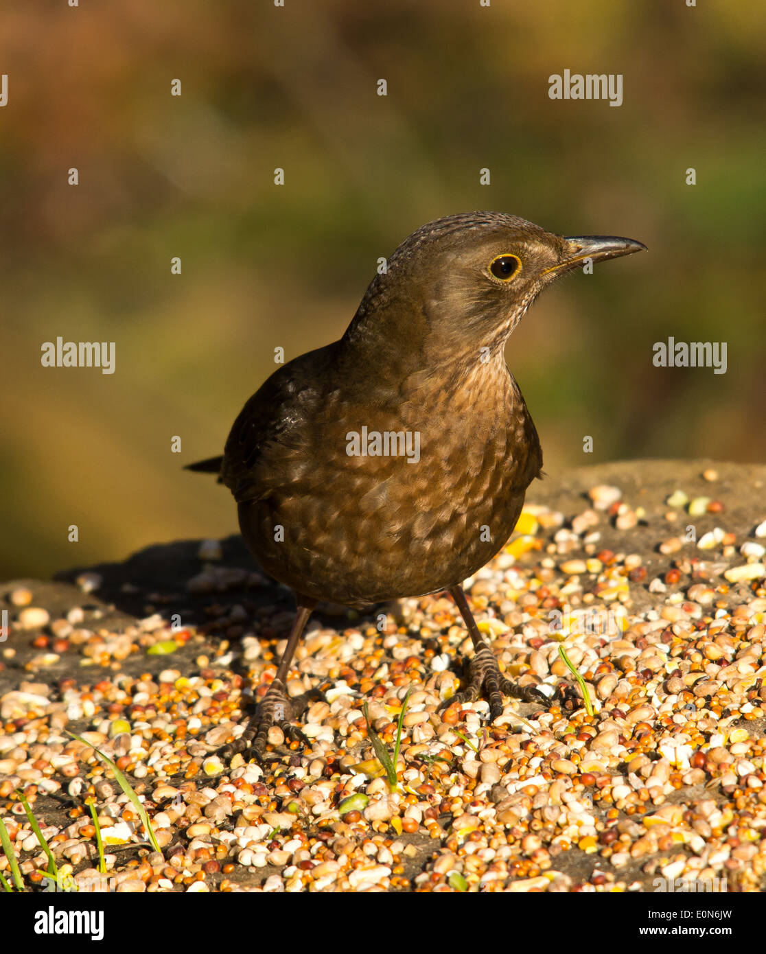 Female animal photos hi-res stock photography and images - Alamy