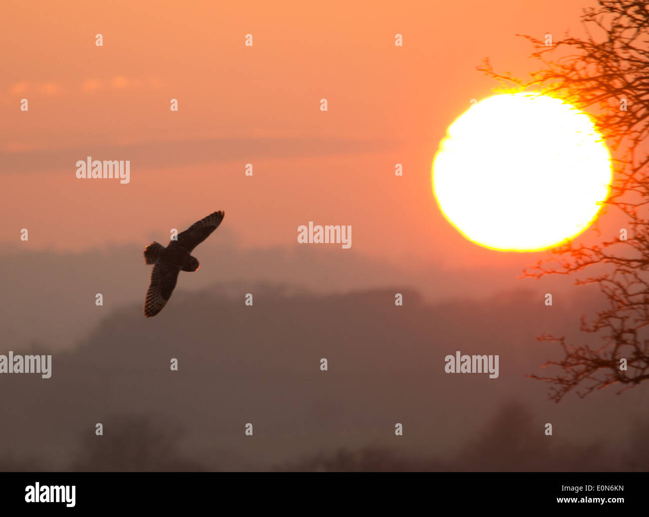 Owl at sunset hi-res stock photography and images - Alamy