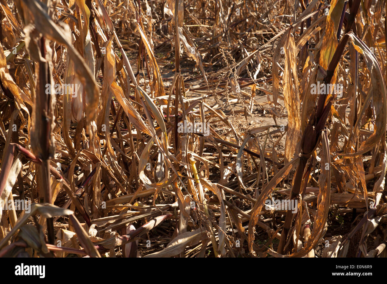 Corn stalks in a Halloween maze stand in the sun in the low afternoon ...