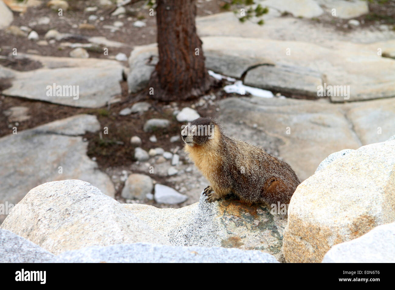 Yellow bellied marmots yosemite hi-res stock photography and images - Alamy
